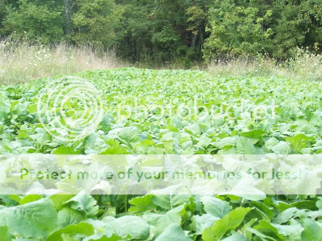 Update on Turnip plot - HuntingNet.com Forums