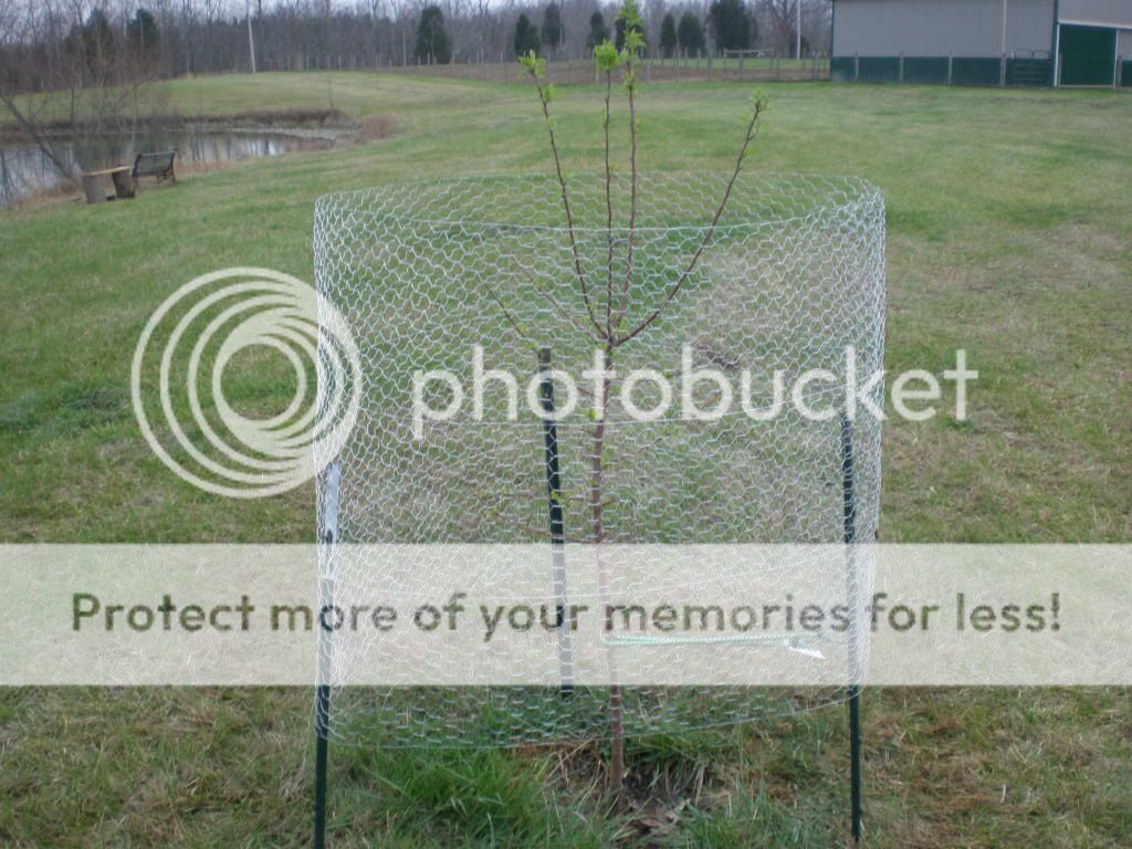 Sweet corn and Apple Trees - HuntingNet.com Forums